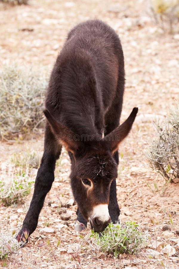 Donkey Foal Grazing in Nevada Desert Stock Photo - Image of mule ...