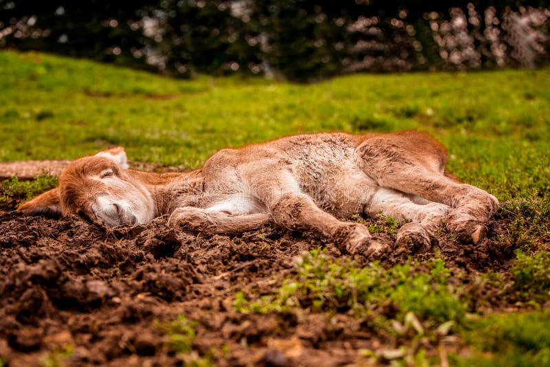 266 Sleeping Donkey Stock Photos - Free & Royalty-Free Stock Photos ...
