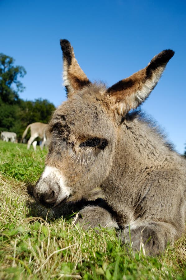 Donkey foal eating stock image. Image of domestic, adorable - 20519091