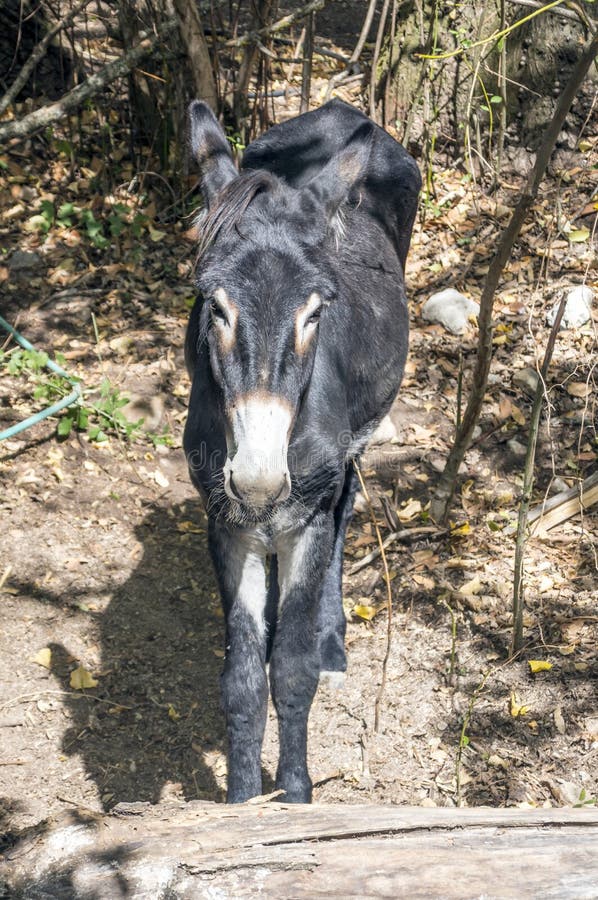 Donkey in the forest stock image. Image of creature - 101393737