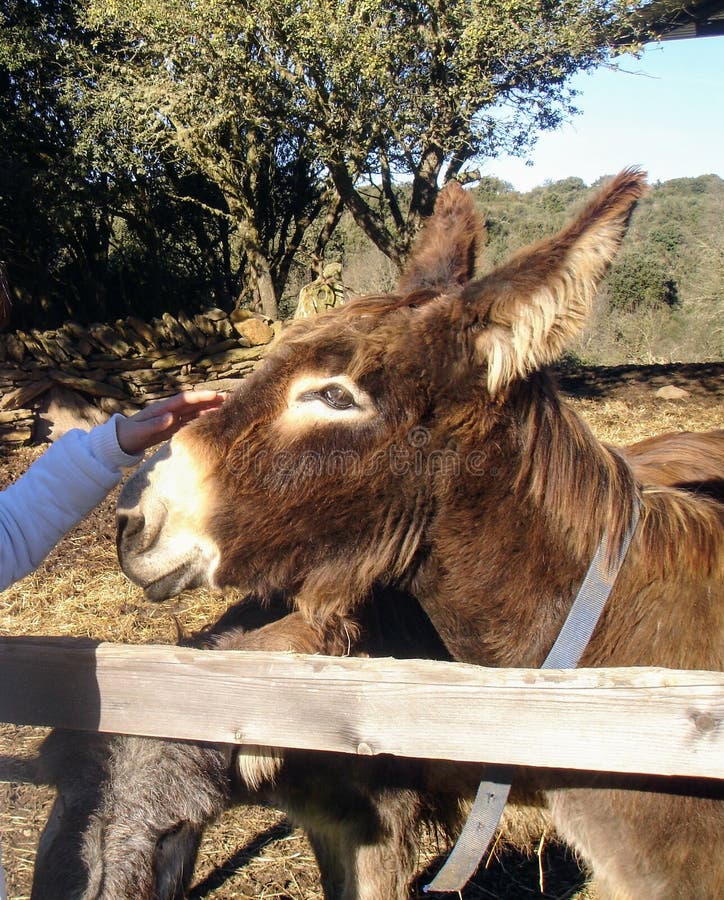 Donkey stock photo. Image of friendly, field, front - 116938368