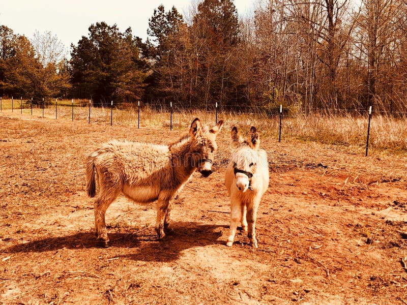 Donkey Friends stock photo. Image of friendly, animal - 118382346