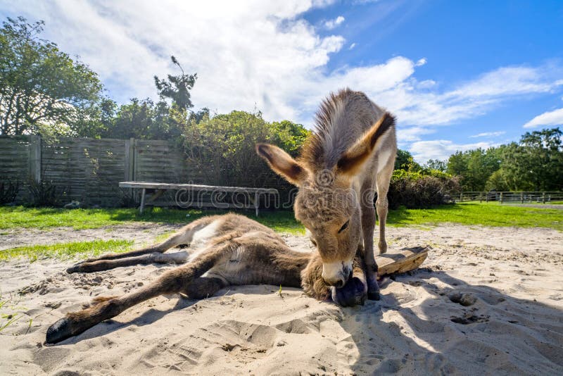 Donkey Friends In The Sand At A Farm Stock Image - Image of brown ...