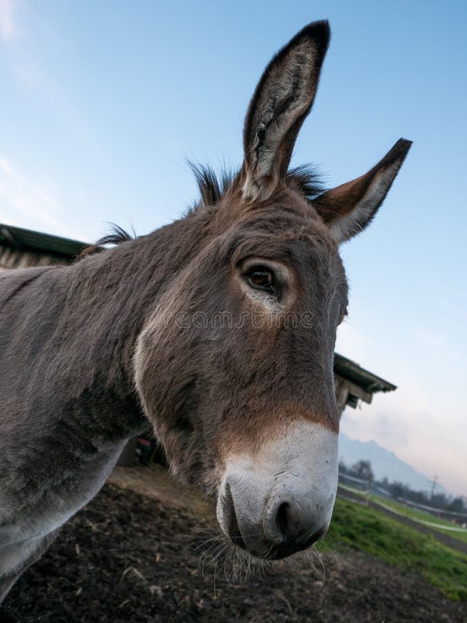 Donkey in front of barn stock image. Image of ears, front - 79753061