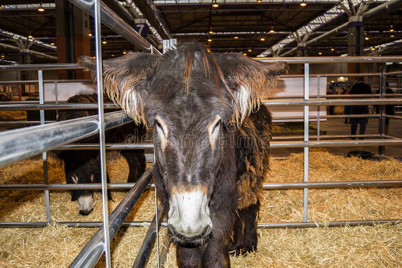 Straw donkey. stock image. Image of decoration, scene - 36921853