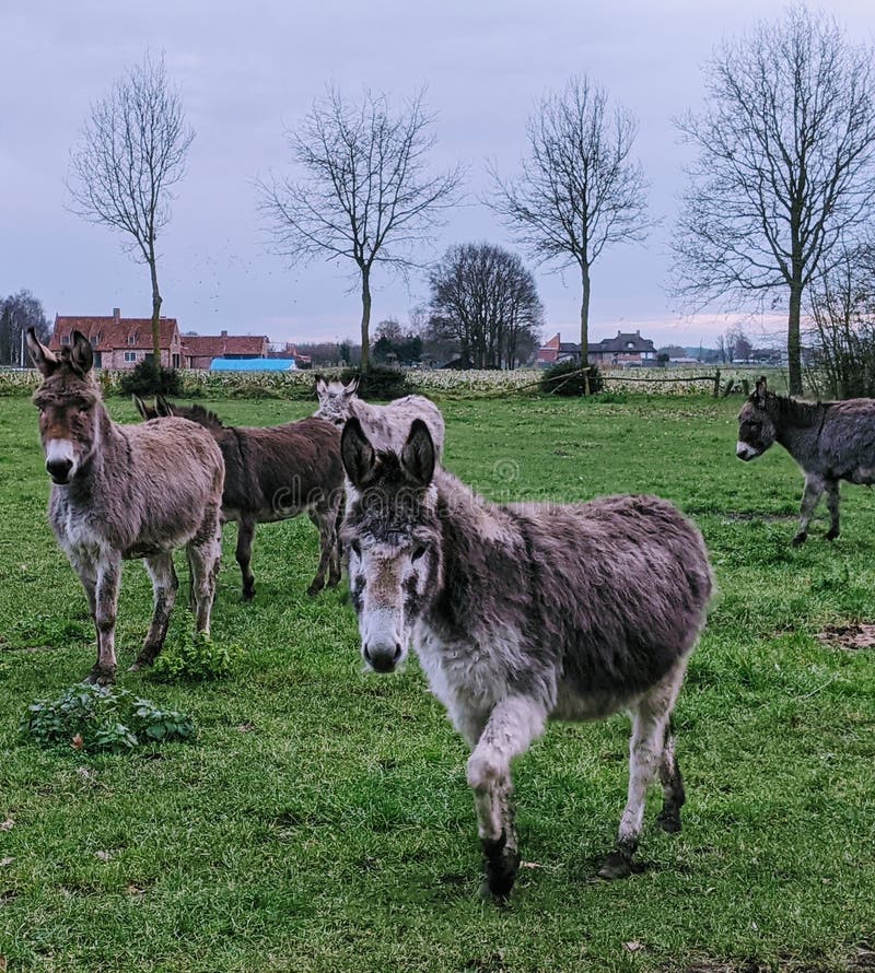 Donkey front view stock photo. Image of farm, view, deer - 215276318