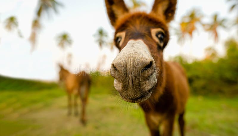 Donkeys Making Funny Faces