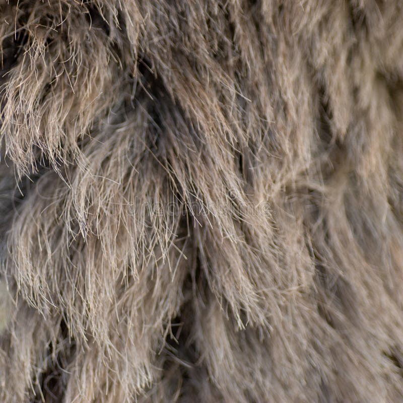 Donkey fur stock image. Image of donkey, background, macro - 3738151