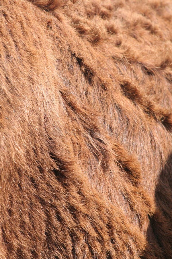 240+ Furry texture Free Stock Photos - StockFreeImages