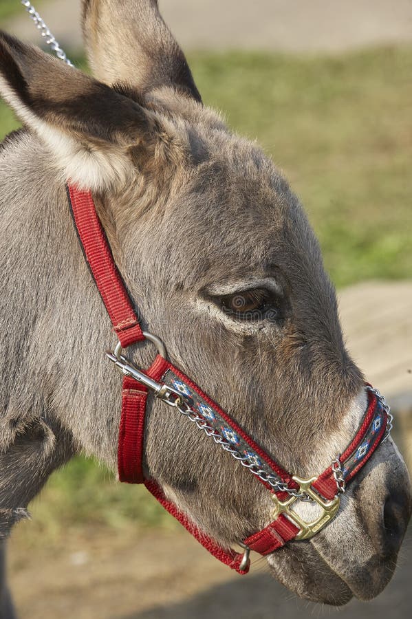 Donkey at hitching post stock image. Image of hoofed - 128527259