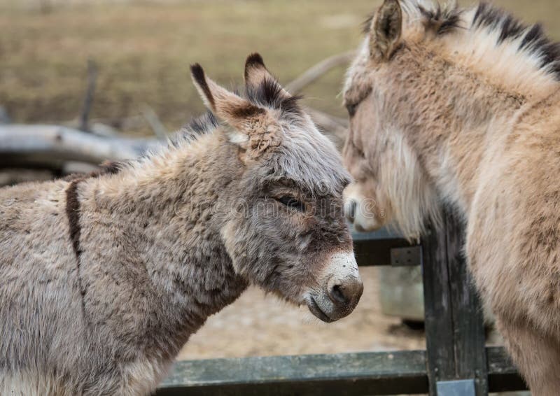A Donkey at a German Deer Park in Summer Stock Image - Image of looking ...