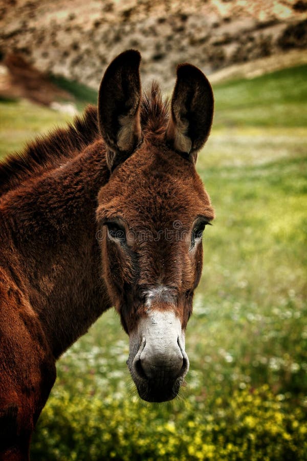 Surprised Donkey Made of Green Tomato Stock Photo - Image of happy ...