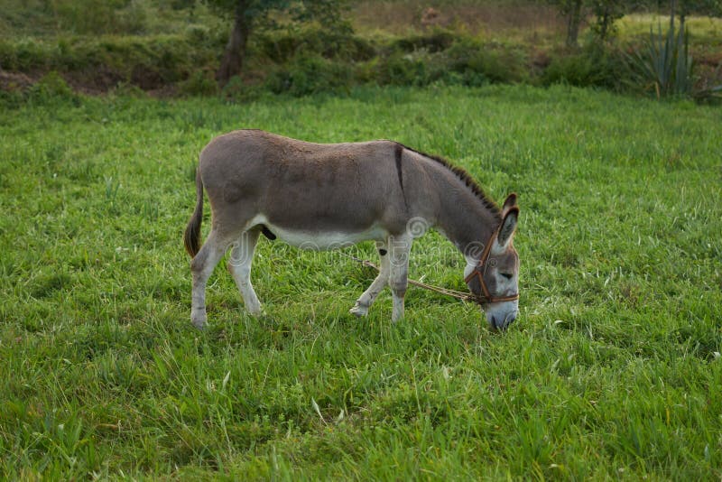 Donkey on a grass field stock image. Image of rural - 185677229