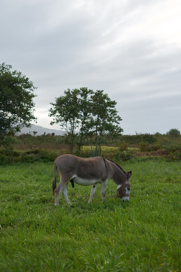 Donkey on a grass field stock image. Image of domestic - 185677387