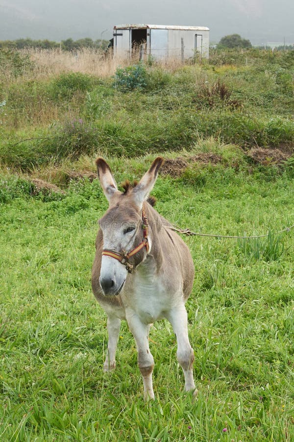 Two Donkey Eat Grass Behind Fence Stock Photo - Image of donkey, farm ...