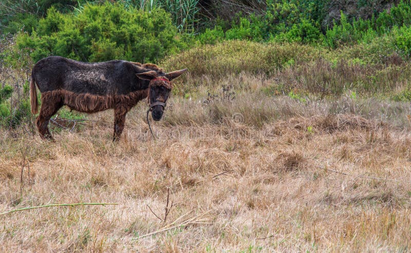 Donkey in grass stock image. Image of donki, angle, donky - 43944185