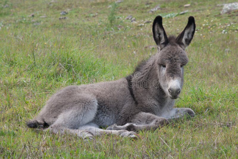 Donkey gray baby resting stock image. Image of gray, agriculture - 80907155