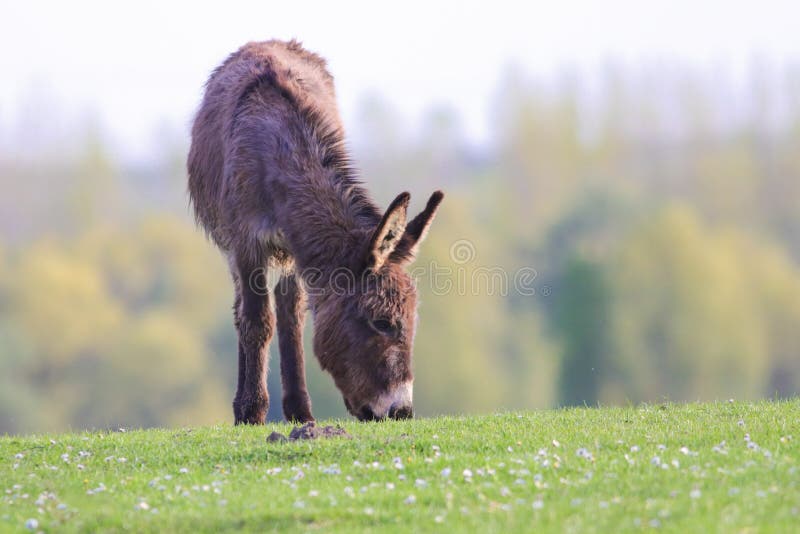 Donkey Graze on the Floral Spring Meadow Stock Image - Image of ...
