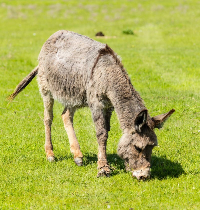 175 Donkey Grazes Pasture Field Grass Stock Photos - Free & Royalty ...