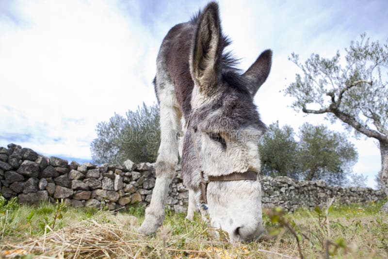 Spanish Donkey Stock Photos - Download 835 Royalty Free Photos