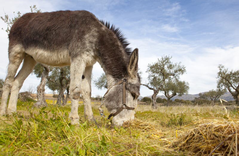 1,160 Spanish Donkey Stock Photos - Free & Royalty-Free Stock Photos ...