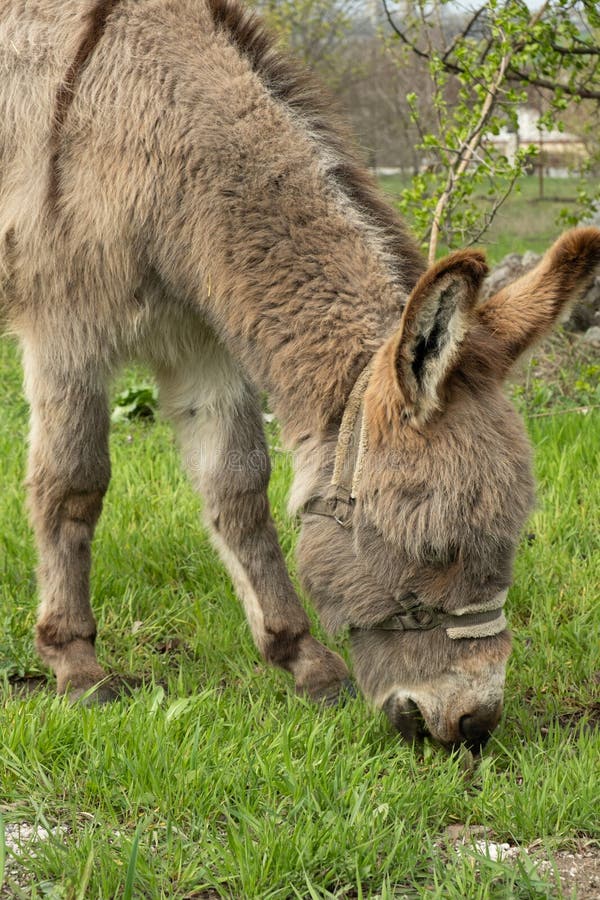Donkey Grazing in Green Meadow Stock Image - Image of pack, meadow ...