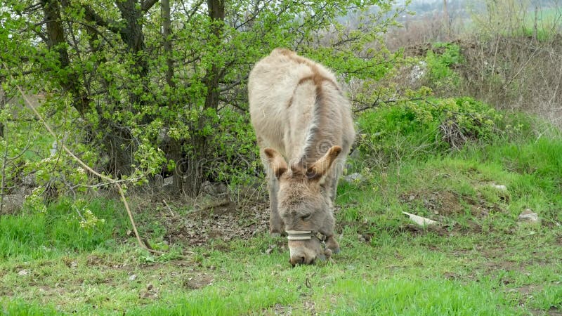 Donkey Grazing Eating Grass on Lawn in Rural Area Stock Video - Video ...