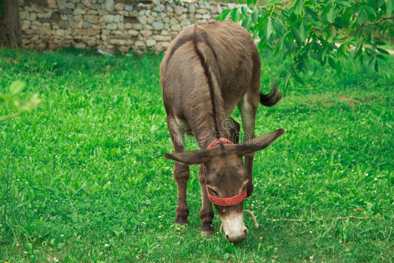 Donkey grazing stock photo. Image of hoof, meadow, feeding - 70144604