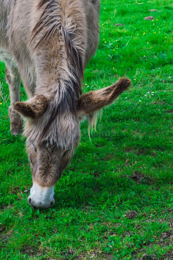 Donkey chewing the fence stock image. Image of farmyard - 55517073