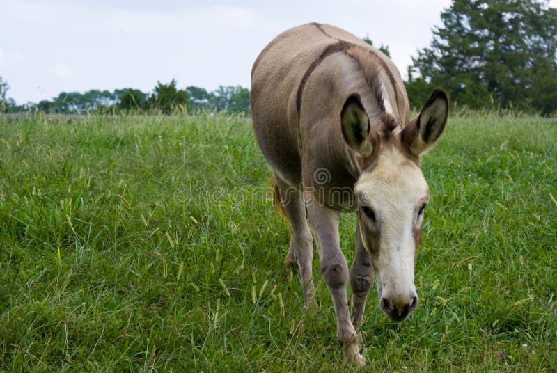 Donkey stock photo. Image of domestic, farm, mammal - 173749092