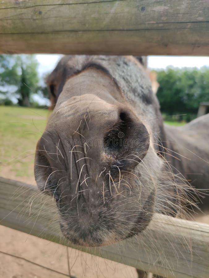 Donkey Nose Whiskers Stock Photos - Free & Royalty-Free Stock Photos ...