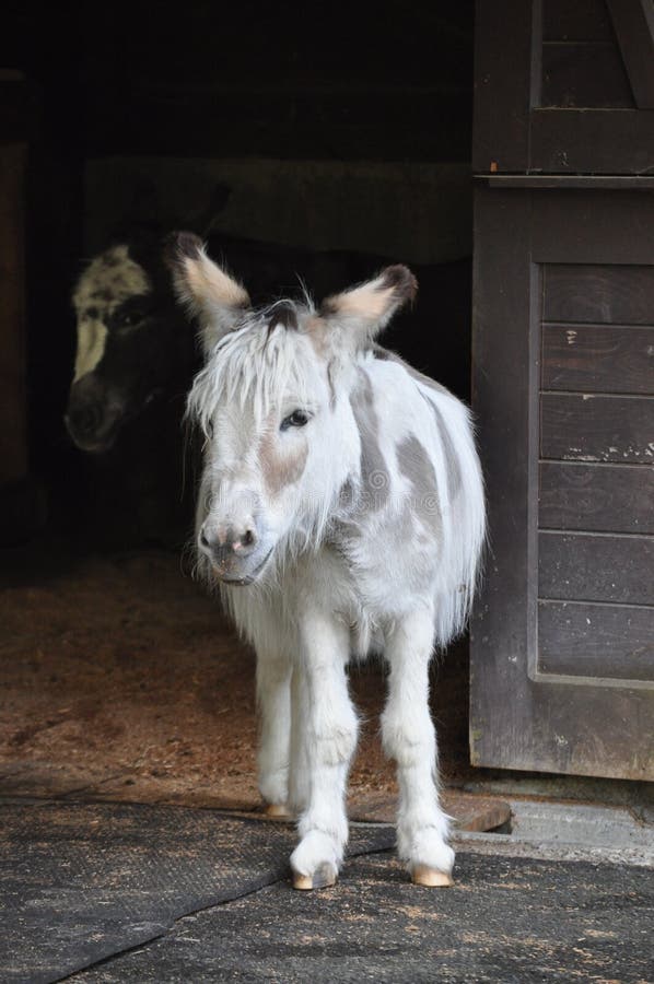 733 Donkey Barn Photos - Free & Royalty-Free Stock Photos from Dreamstime