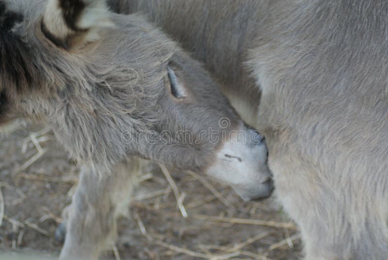 Donkey Grooming Stock Photos - Free & Royalty-Free Stock Photos from ...