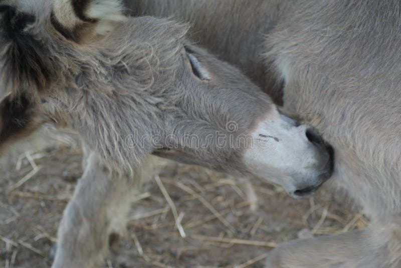 Donkey Grooming Stock Photos - Free & Royalty-Free Stock Photos from ...