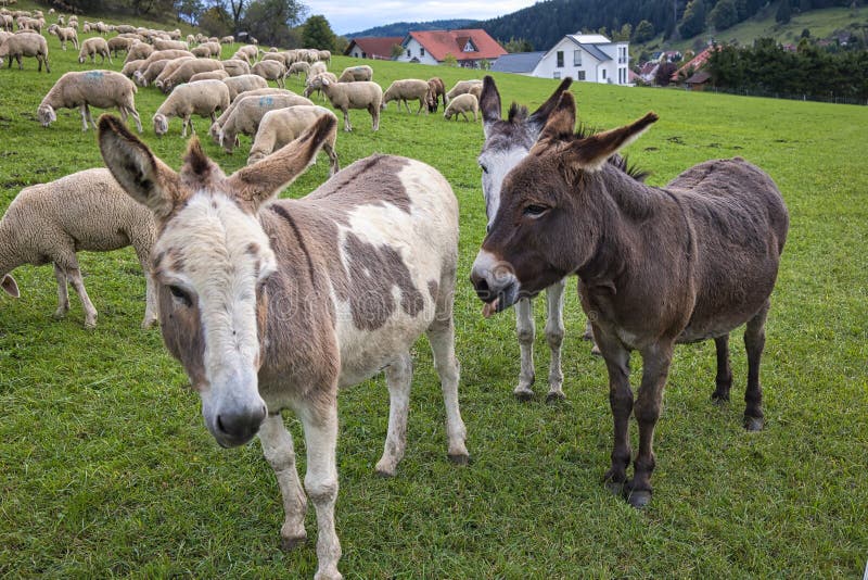 Guard Donkey stock image. Image of working, wanting - 232202567