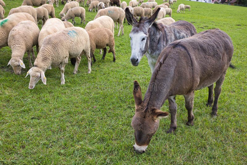 Guard Donkey stock image. Image of working, wanting - 232202567