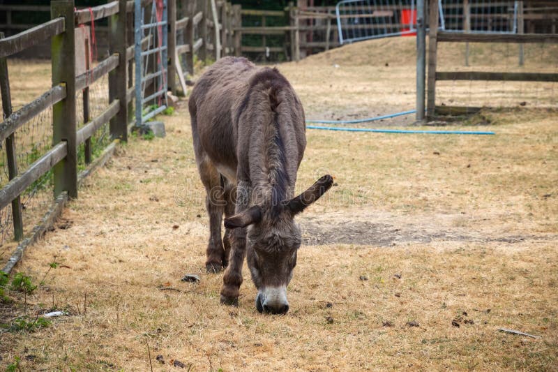 Donkey at Hackney City Farm in London, England Stock Image - Image of ...