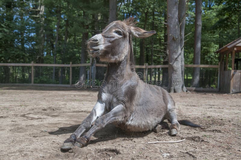 494 Donkey Sitting Stock Photos - Free & Royalty-Free Stock Photos from ...