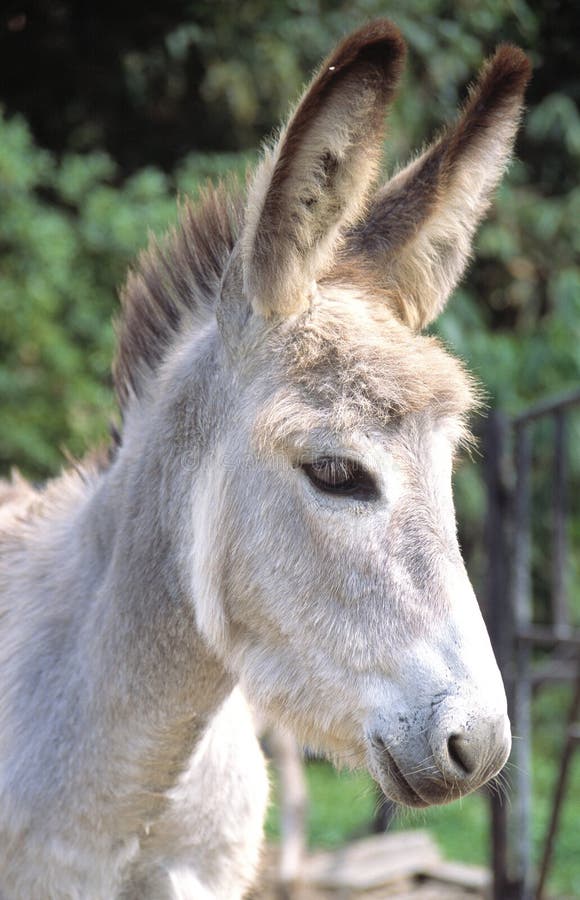 Donkey stock image. Image of mammal, herbivores, farm - 51785655