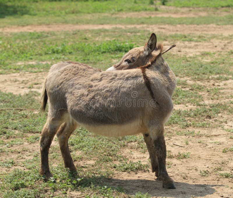 Donkey has an itch stock image. Image of dirty, democrat - 42748101