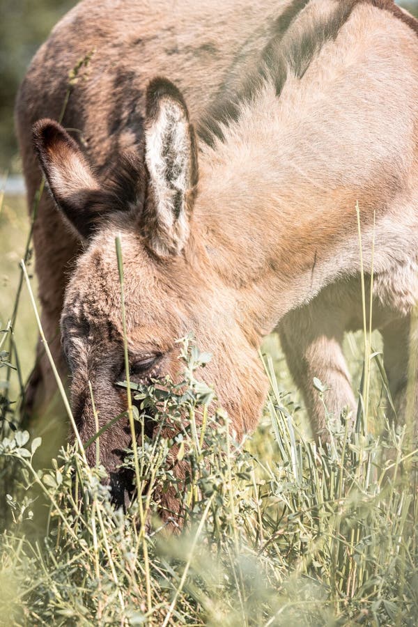 The Donkey Has No Horns for Grazing on Plants in the Field Stock Photo ...
