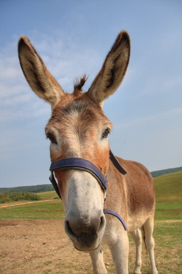 Donkey head stock photo. Image of ecstatic, happiness - 16389426