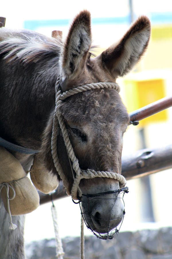 Donkey head stock image. Image of ropes, morsel, borriquito - 19480807