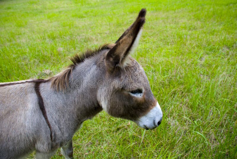 Donkey head stock image. Image of gray, farm, paddock - 2456715