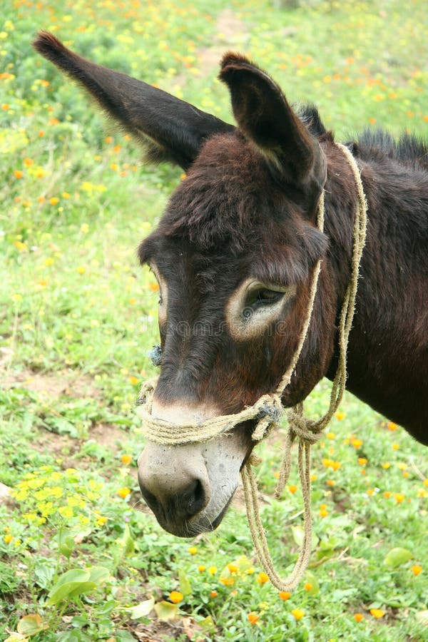 Donkey head stock image. Image of animal, farm, ears, field - 4001183