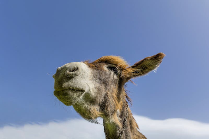 Donkey Head Against Blue Sky with Clouds Stock Image - Image of blue ...