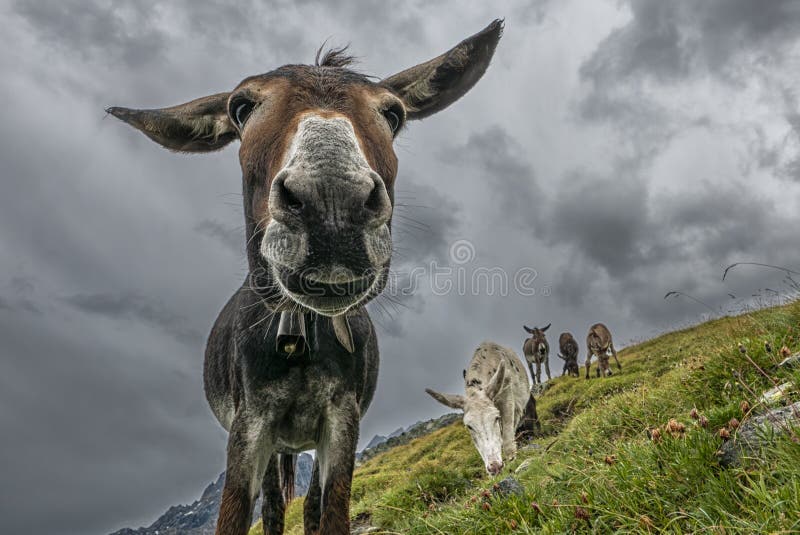 Donkey Head Close-up in a Prairie Stock Photo - Image of isolated ...