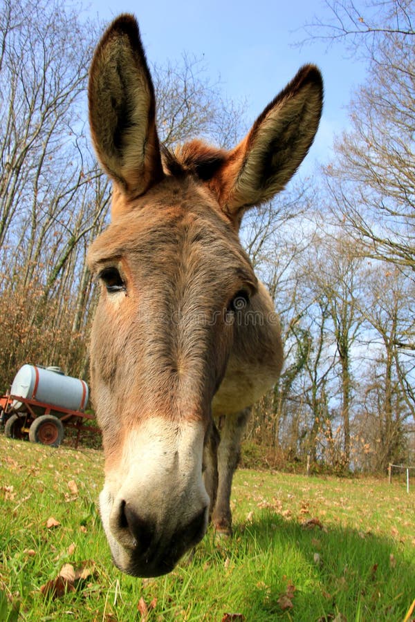 Donkey Nose Stock Photos - Download 1,112 Royalty Free Photos