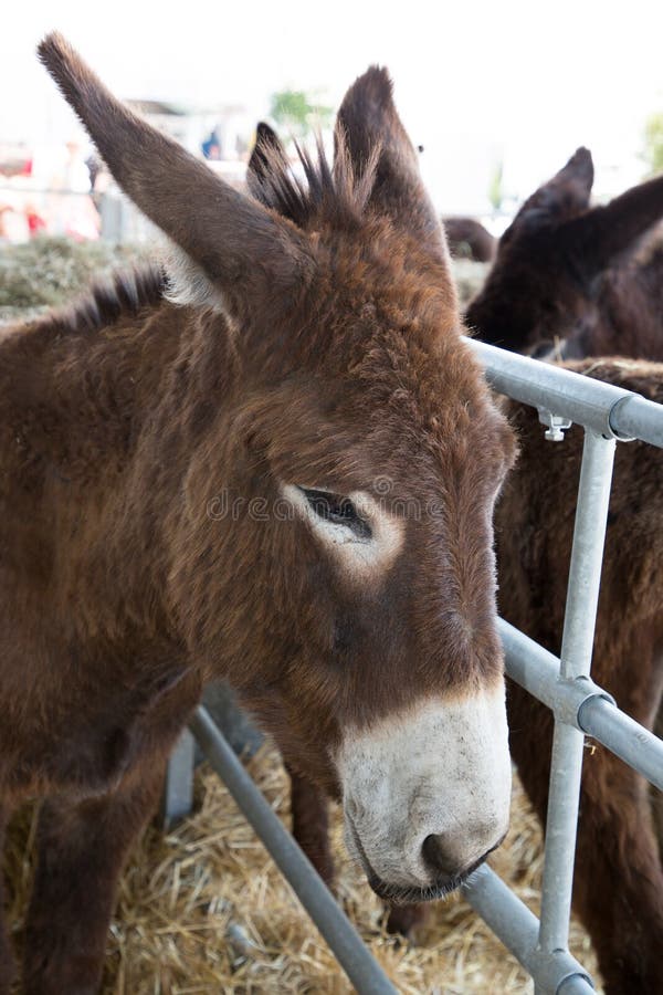 Big Donkey Head in Farm Cole Up Portrait Stock Image - Image of meadow ...