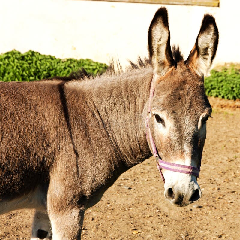 Donkey head stock image. Image of domestic, view, looking - 45457725